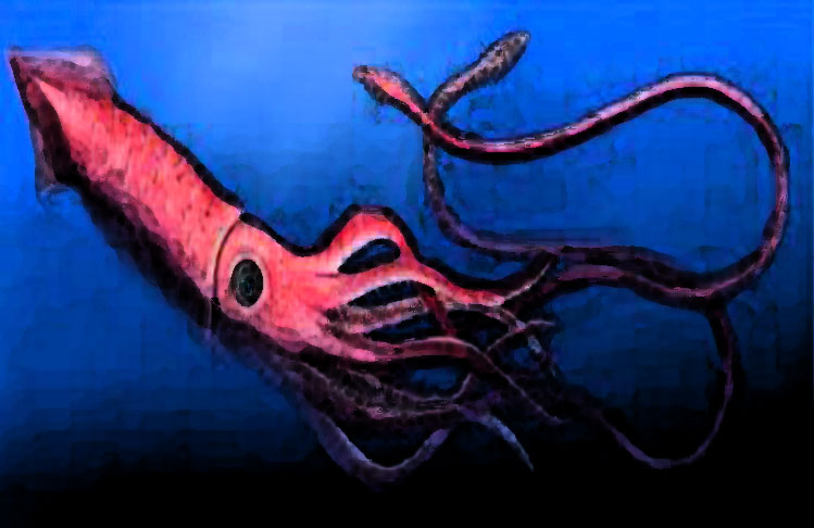 Calamares gigantes en España